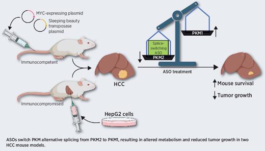 ASO-Based PKM Splice-Switching Therapy Inhibits Hepatocellular ...
