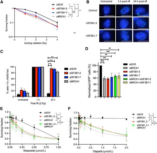 Cancer-Associated SF3B1 Mutations Confer a BRCA-Like Cellular Phenotype ...