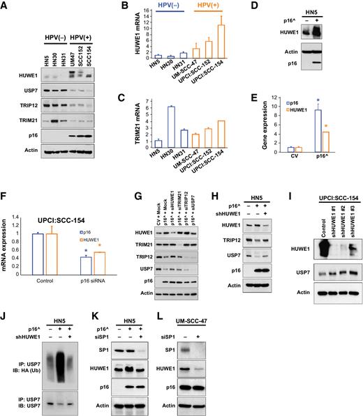 p16 Represses DNA Damage Repair via a Novel Ubiquitin-Dependent ...