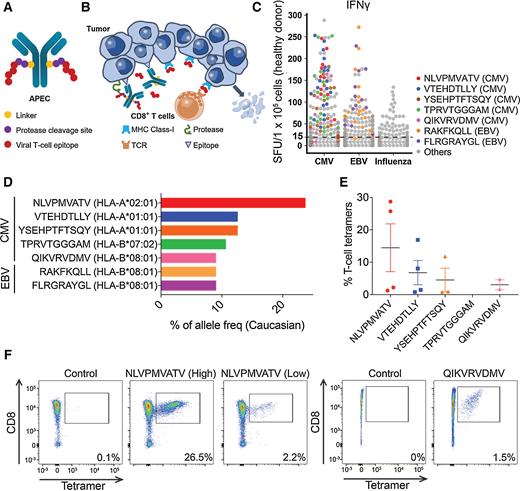 Antibody-Peptide Epitope Conjugates for Personalized Cancer Therapy ...