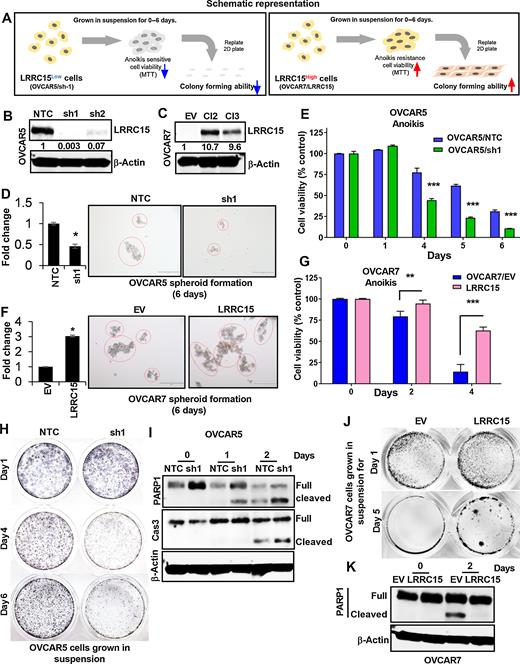 Targeting LRRC15 Inhibits Metastatic Dissemination of Ovarian Cancer ...