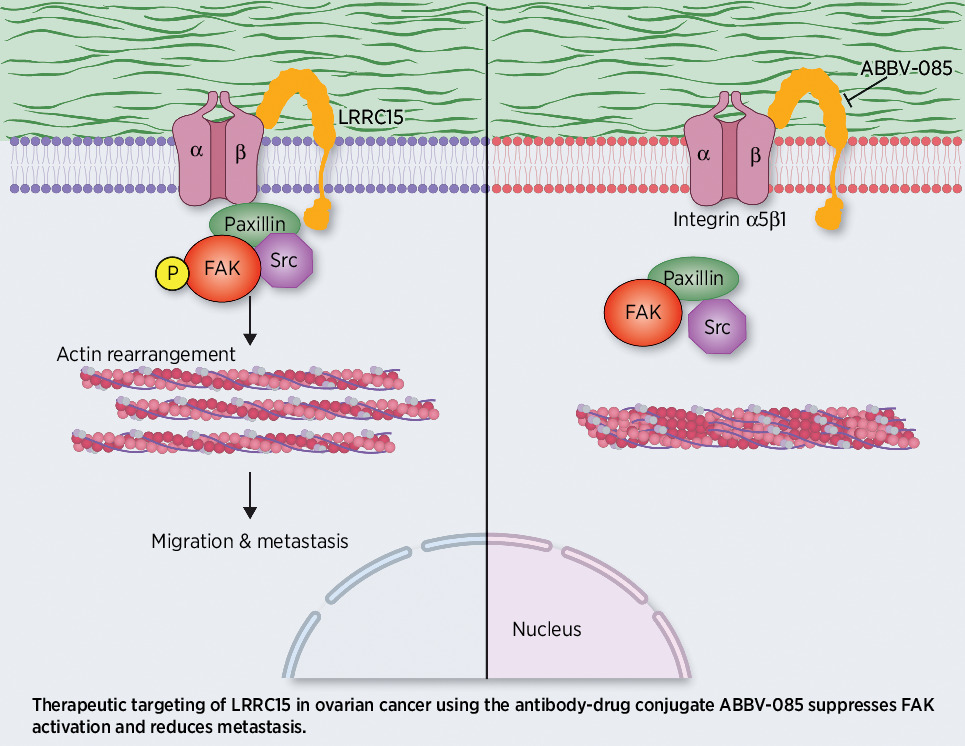 Targeting LRRC15 Inhibits Metastatic Dissemination of Ovarian Cancer ...