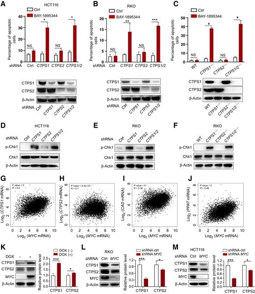 Combined Inactivation of CTPS1 and ATR Is Synthetically Lethal to MYC ...