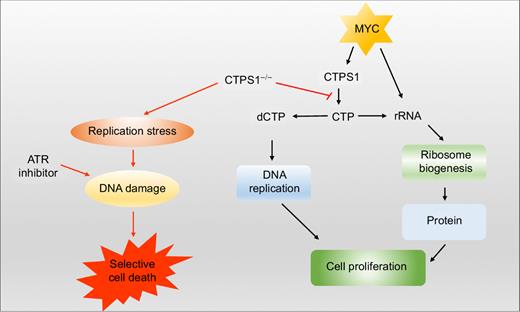 Combined Inactivation of CTPS1 and ATR Is Synthetically Lethal to MYC ...