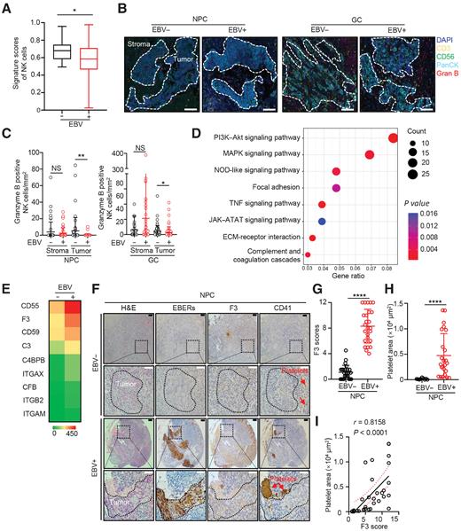 EBV Infection in Epithelial Malignancies Induces Resistance to ...
