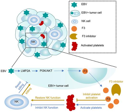 EBV Infection in Epithelial Malignancies Induces Resistance to ...