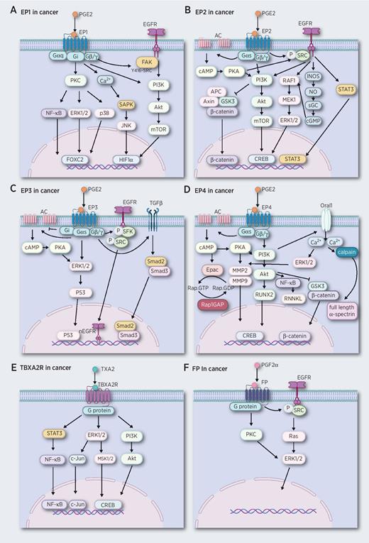 Prostaglandin Pathways: Opportunities for Cancer Prevention and Therapy ...