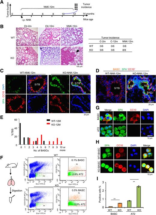 Identification of Active Bronchioalveolar Stem Cells as the Cell of ...