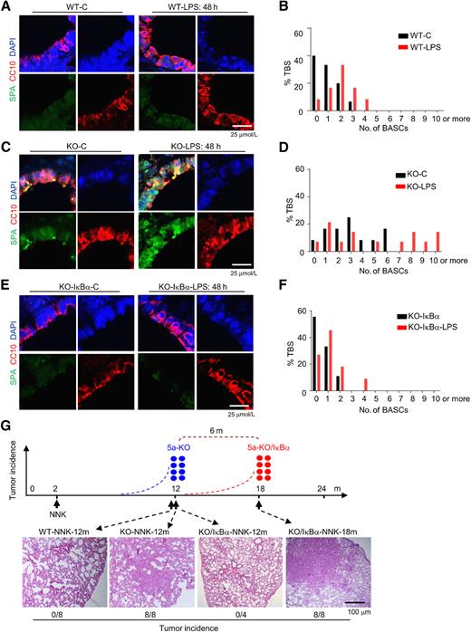 Identification of Active Bronchioalveolar Stem Cells as the Cell of ...