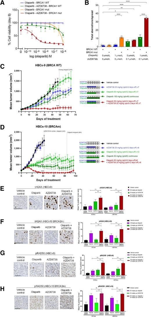 ATR Inhibitor AZD6738 (Ceralasertib) Exerts Antitumor Activity as a ...