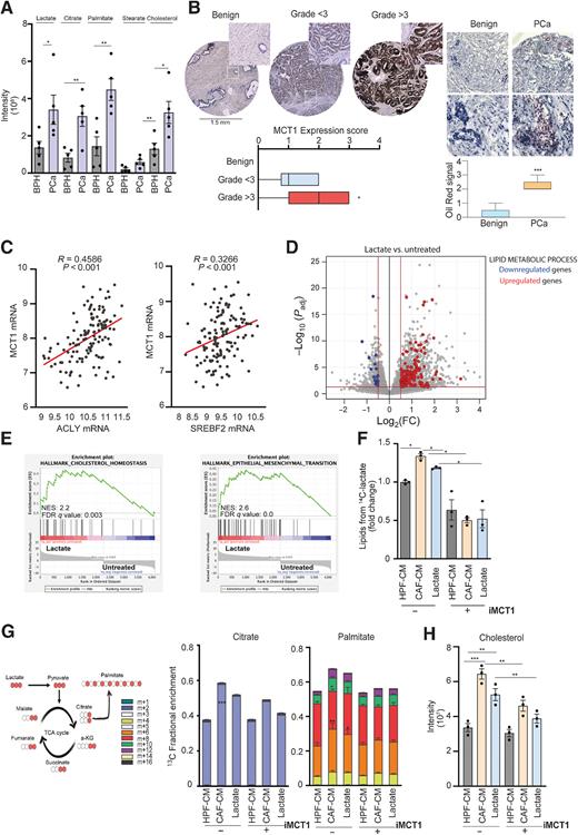 Lactate Rewires Lipid Metabolism and Sustains a Metabolic–Epigenetic ...