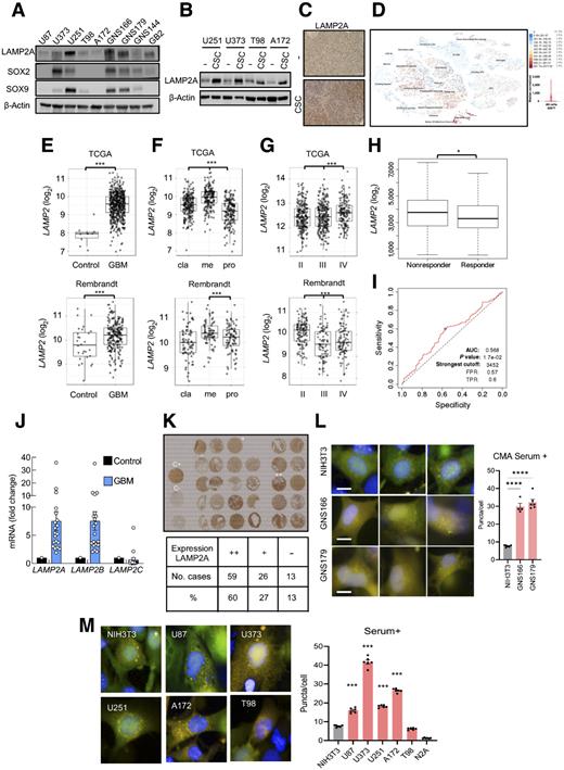 Chaperone-Mediated Autophagy Controls Proteomic and Transcriptomic ...
