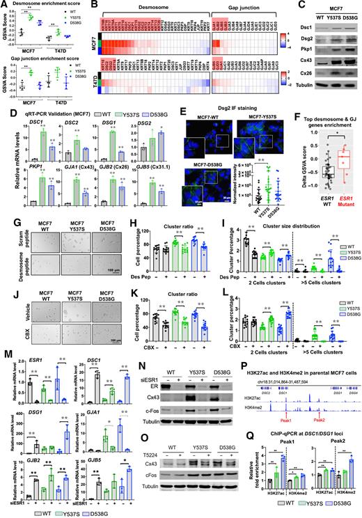 Hotspot ESR1 Mutations Are Multimodal and Contextual Modulators of ...