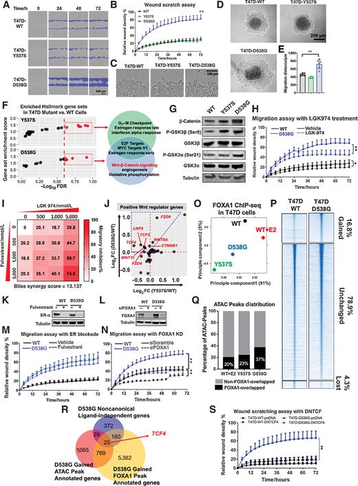 Hotspot ESR1 Mutations Are Multimodal and Contextual Modulators of ...