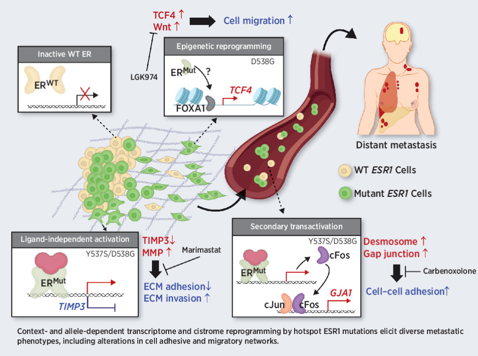 Hotspot ESR1 Mutations Are Multimodal and Contextual Modulators of ...