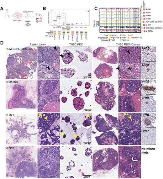 Patient-Derived Triple-Negative Breast Cancer Organoids Provide Robust ...
