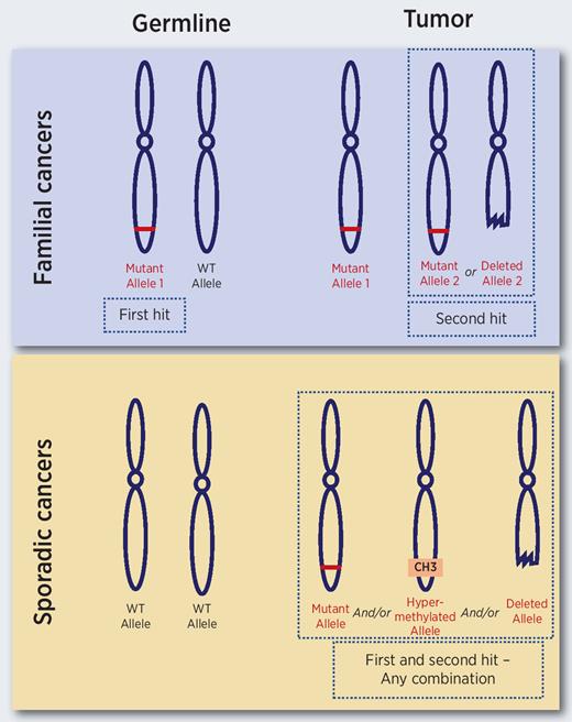 The Two-Hit Hypothesis Meets Epigenetics | Cancer Research | American ...