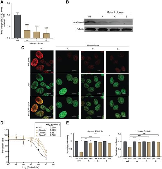 Loss of KMT5C Promotes EGFR Inhibitor Resistance in NSCLC via LINC01510 ...