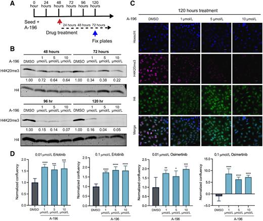 Loss of KMT5C Promotes EGFR Inhibitor Resistance in NSCLC via LINC01510 ...