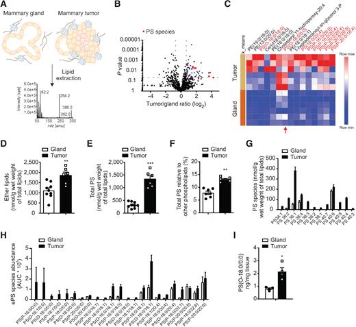 Phosphatidylserine Synthase PTDSS1 Shapes the Tumor Lipidome to ...
