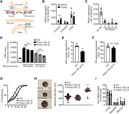 Phosphatidylserine Synthase PTDSS1 Shapes the Tumor Lipidome to ...