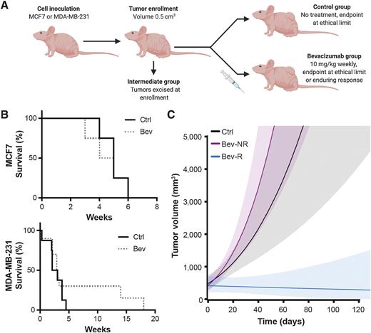 Photoacoustic Tomography Detects Response and Resistance to Bevacizumab ...