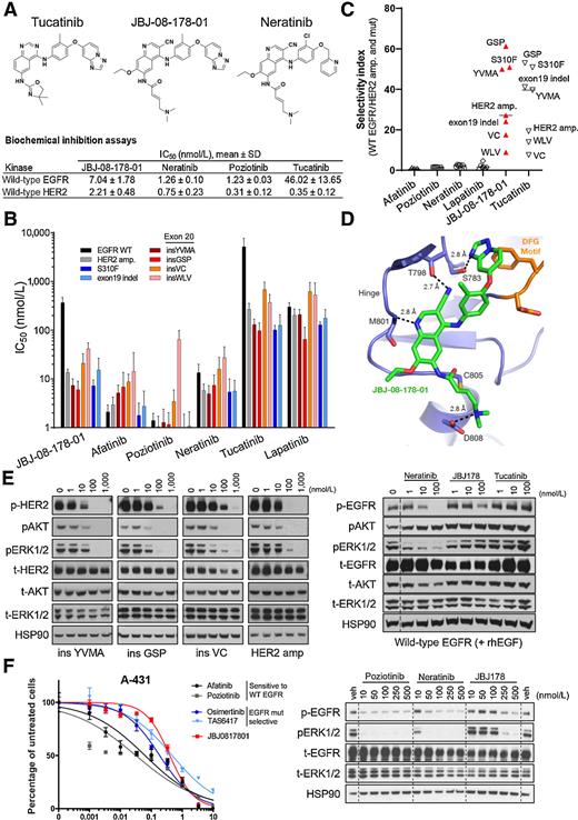 A Novel HER2-Selective Kinase Inhibitor Is Effective in HER2 Mutant and ...
