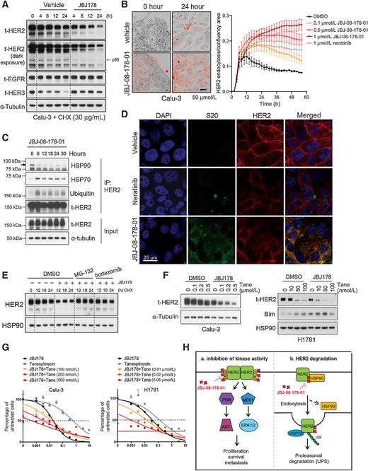 A Novel HER2-Selective Kinase Inhibitor Is Effective in HER2 Mutant and ...