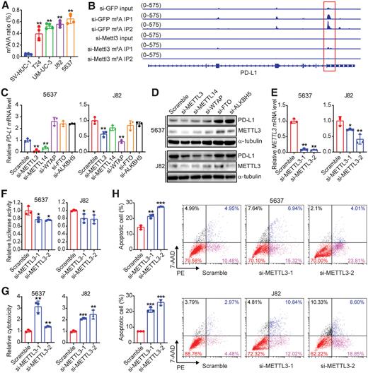 JNK Signaling Promotes Bladder Cancer Immune Escape by Regulating ...