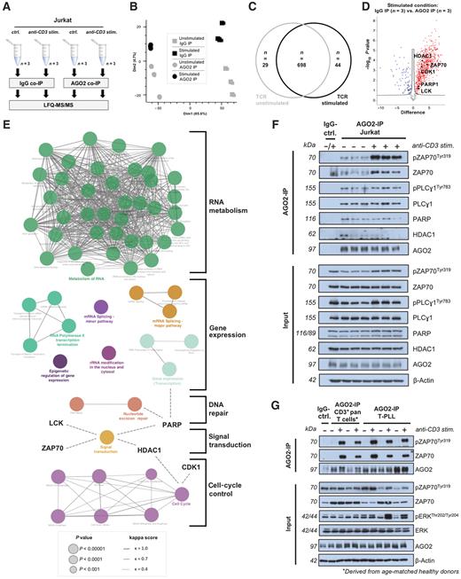 Noncanonical Function of AGO2 Augments T-cell Receptor Signaling in T ...