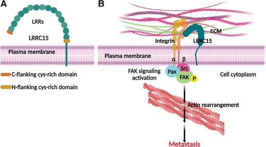 Exploiting LRRC15 as a Novel Therapeutic Target in Cancer | Cancer ...