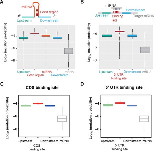 Landscape of MicroRNA Regulatory Network Architecture and Functional ...