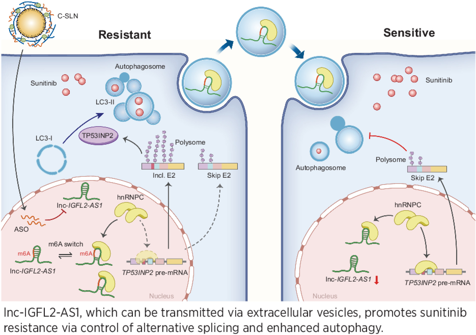 Extracellular Vesicle-Mediated Transfer of LncRNA IGFL2-AS1 Confers ...