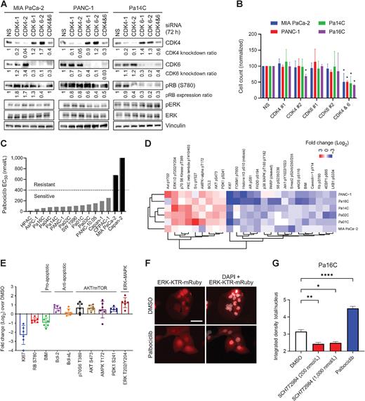 Combination Therapies with CDK4/6 Inhibitors to Treat KRAS-Mutant Pancreatic Cancer | Cancer ...