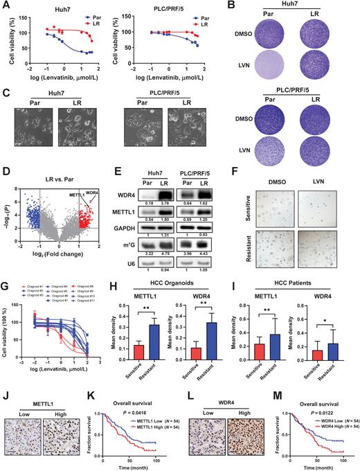 METTL1-Mediated m7G tRNA Modification Promotes Lenvatinib Resistance in ...