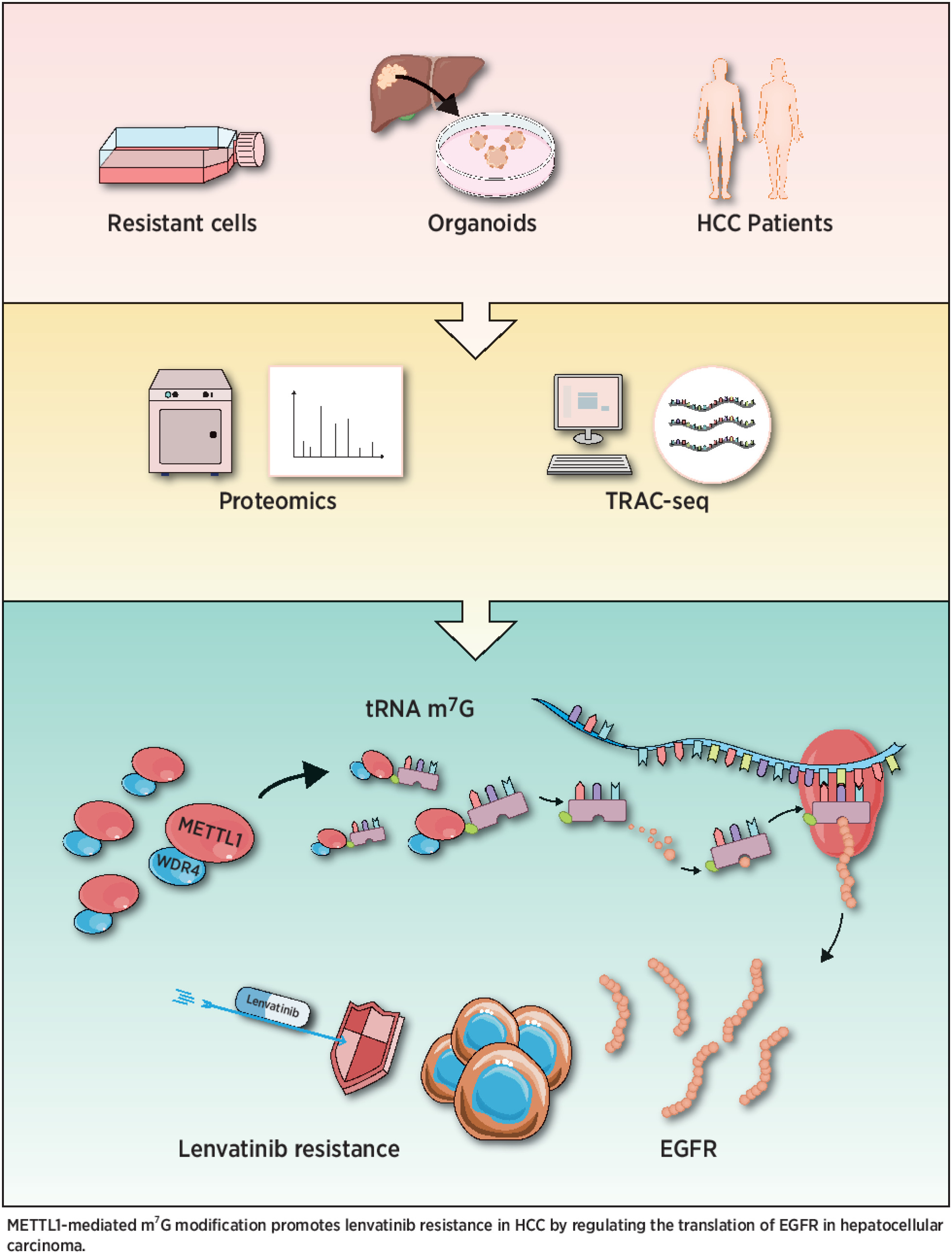 METTL1-Mediated m7G tRNA Modification Promotes Lenvatinib Resistance in ...