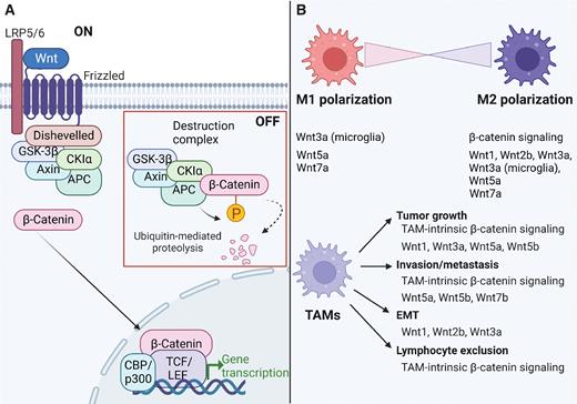 Wnt Signaling in the Phenotype and Function of Tumor-Associated ...