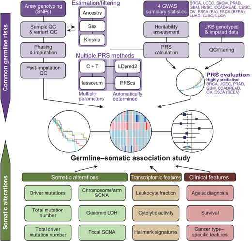Common Germline Risk Variants Impact Somatic Alterations and Clinical Features across Cancers ...