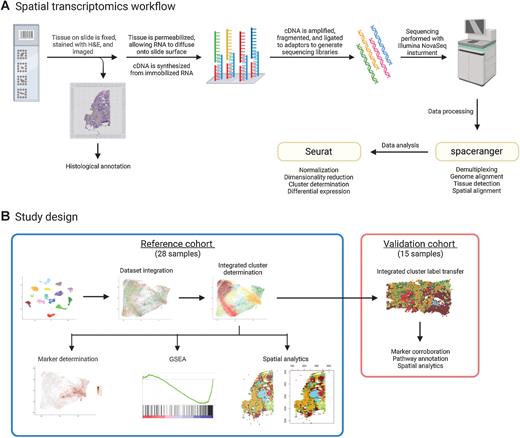 Spatial Transcriptomic Analysis of a Diverse Patient Cohort Reveals a Conserved Architecture in ...