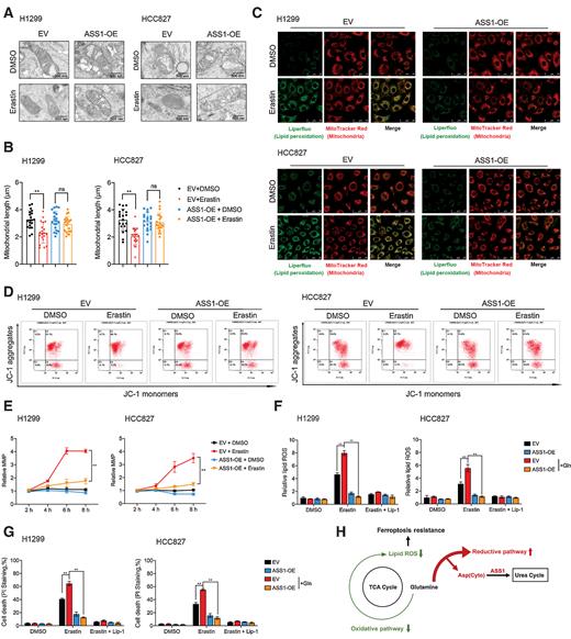 ASS1-Mediated Reductive Carboxylation of Cytosolic Glutamine Confers ...