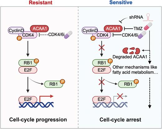 Inhibition of ACAA1 Restrains Proliferation and Potentiates the ...