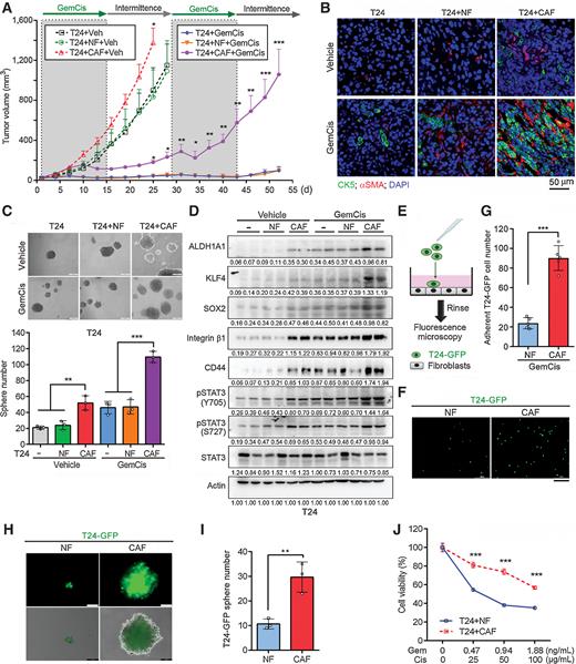 Cancer-Associated Fibroblast–Derived miR-146a-5p Generates a Niche That ...