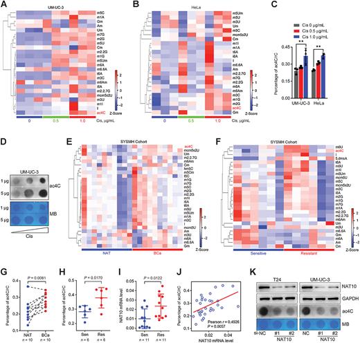 NAT10 Drives Cisplatin Chemoresistance by Enhancing ac4C-Associated DNA ...