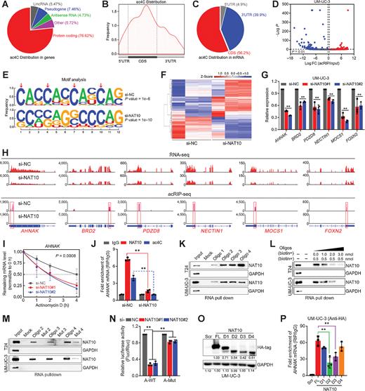 NAT10 Drives Cisplatin Chemoresistance by Enhancing ac4C-Associated DNA ...