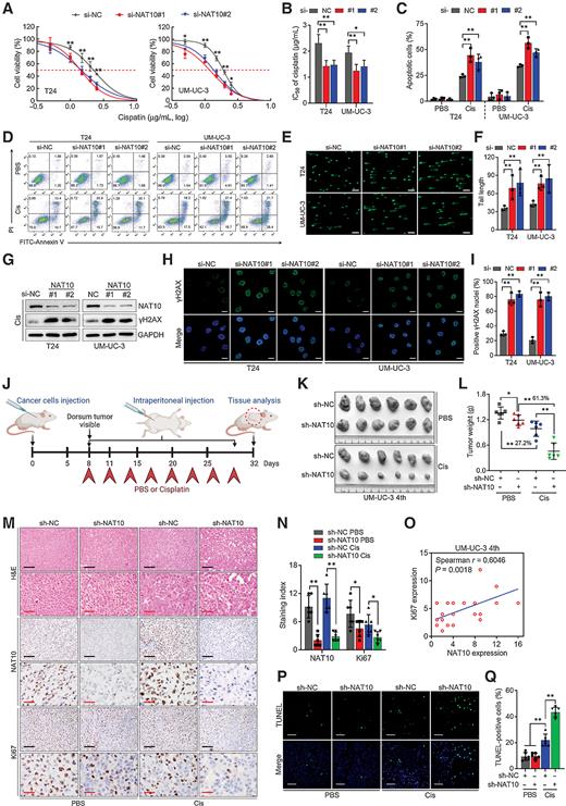 NAT10 Drives Cisplatin Chemoresistance by Enhancing ac4C-Associated DNA ...