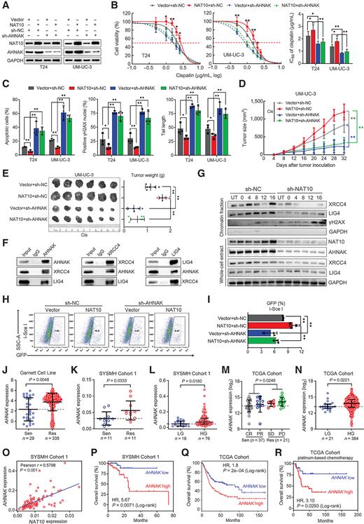 NAT10 Drives Cisplatin Chemoresistance by Enhancing ac4C-Associated DNA ...