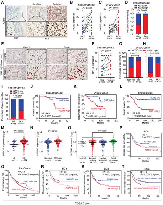 NAT10 Drives Cisplatin Chemoresistance by Enhancing ac4C-Associated DNA ...