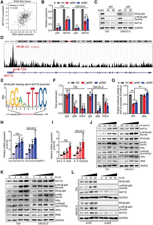 NAT10 Drives Cisplatin Chemoresistance by Enhancing ac4C-Associated DNA ...