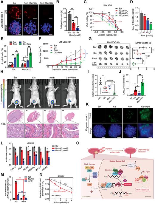 NAT10 Drives Cisplatin Chemoresistance by Enhancing ac4C-Associated DNA ...