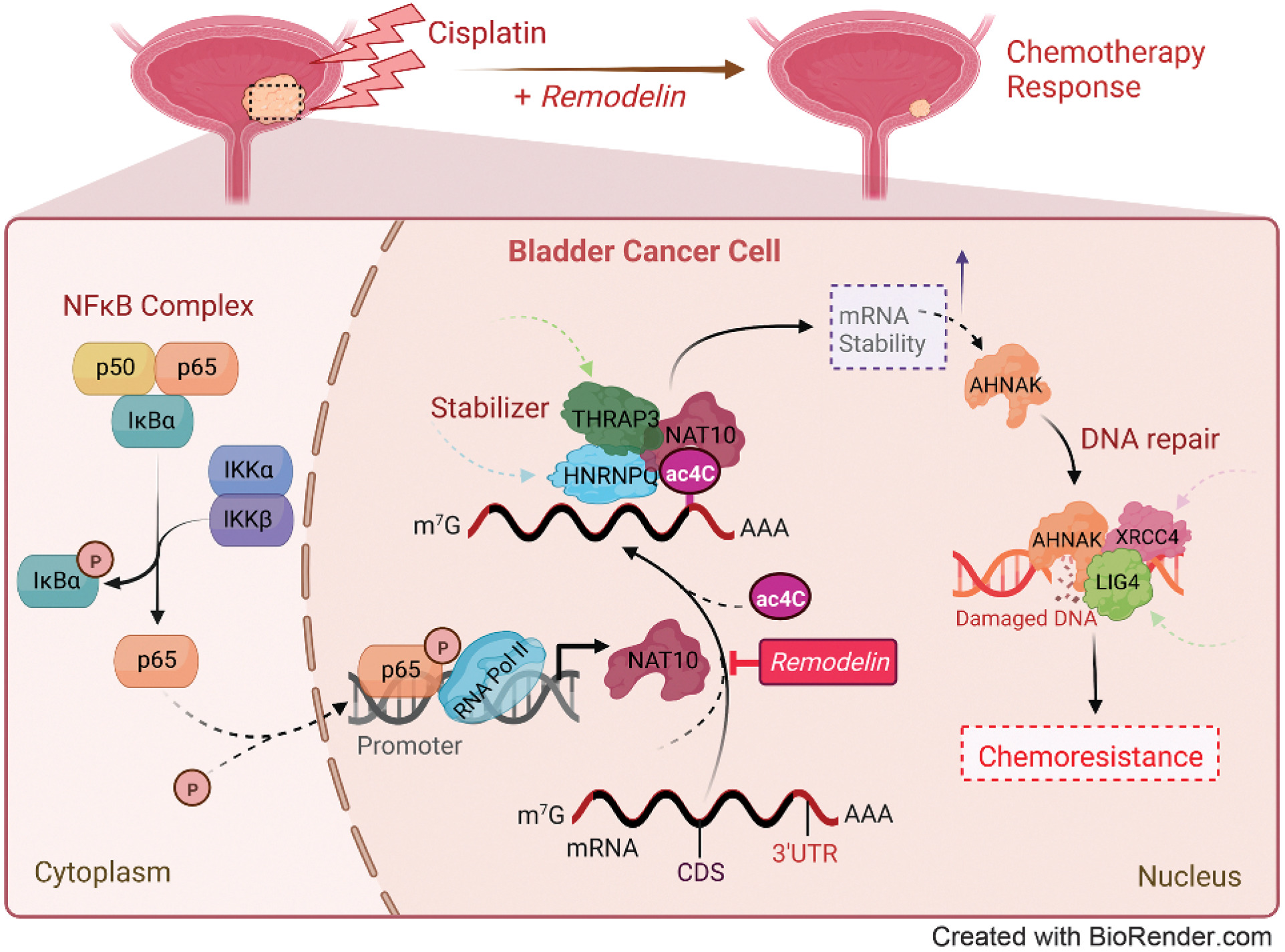 NAT10 Drives Cisplatin Chemoresistance by Enhancing ac4C-Associated DNA ...
